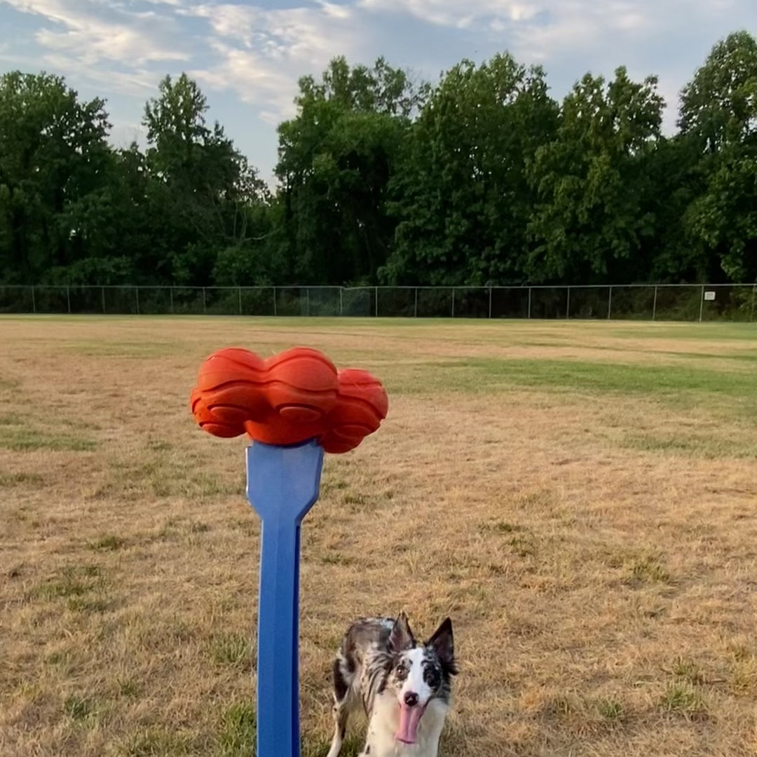 Mighty Molecule with Launcher - FitDog Toys